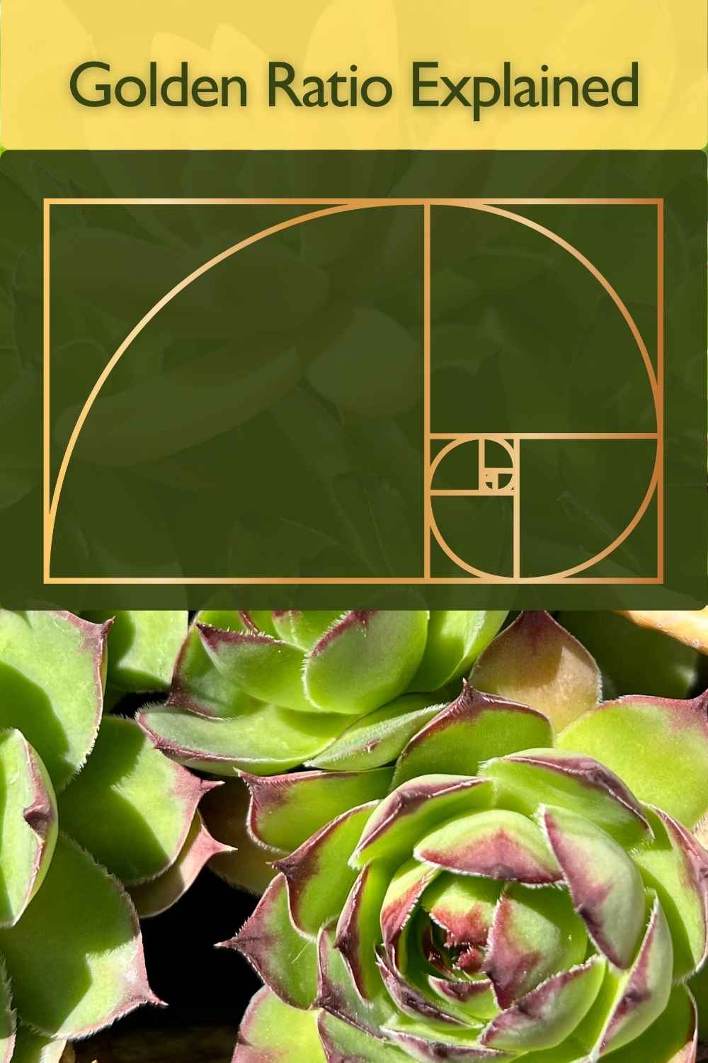 Golden Ratio Explained: The Hidden Pattern Behind Plants & Life