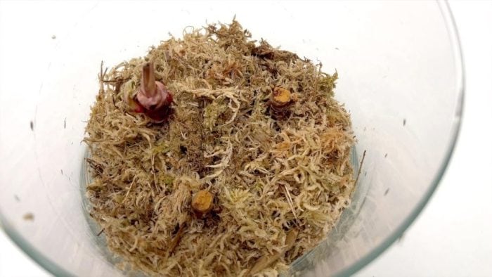 How to Propagate Philodendron Pink Princess + Root Rot Rescue