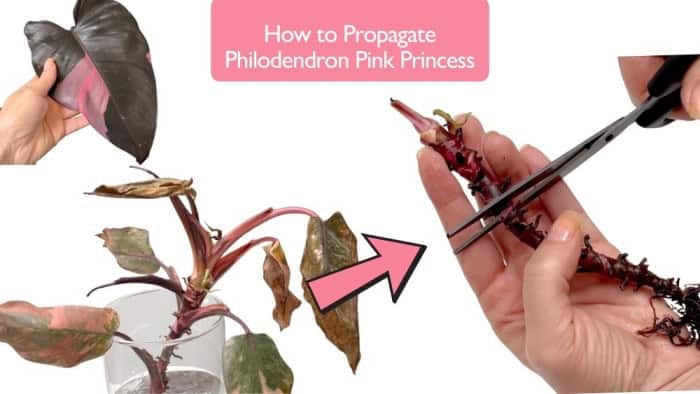 How to Propagate Philodendron Pink Princess + Root Rot Rescue