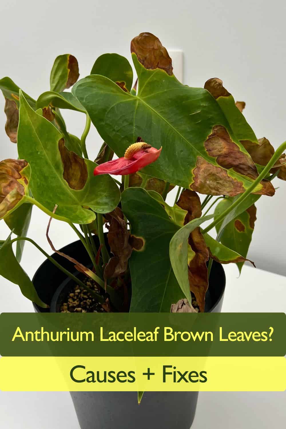 Laceleaf Brown Leaves: 5 Common Causes (How to Fix Them Fast)