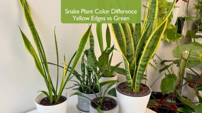 Snake Plant Color Difference: Yellow Edges vs Green Leaves