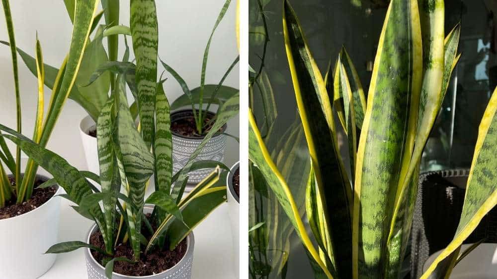 Snake Plant Color Difference: Yellow Edges vs Green Leaves (Light ...