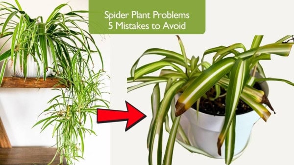 Spider Plant Problems: 5 Mistakes to Avoid (Easy Fixes)